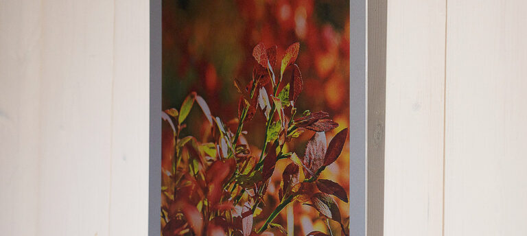 Aluprint - Taiga nature & photo